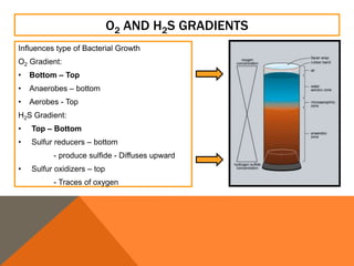 The Winogradsky Column | PPTX