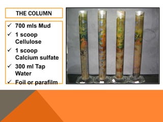 The Winogradsky Column | PPT