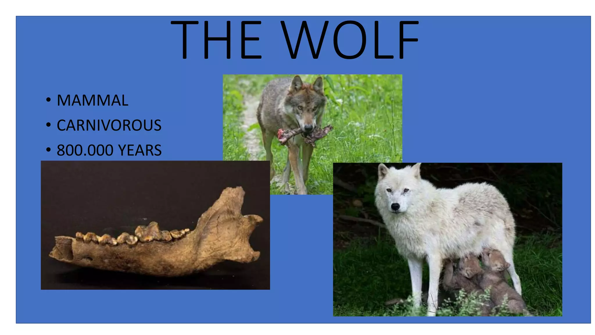 The wolf | PPT