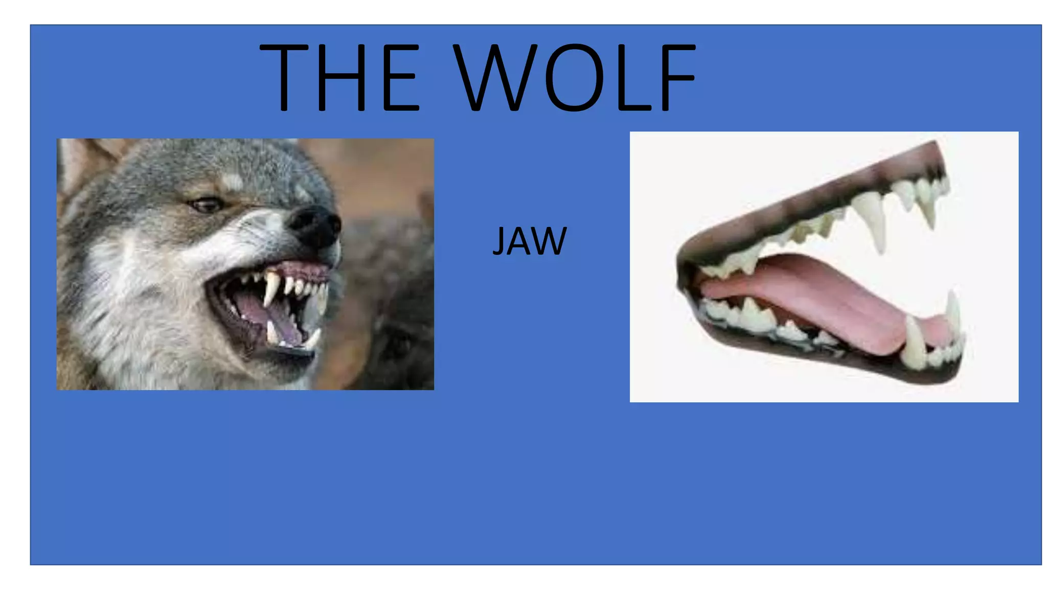 The wolf | PPT