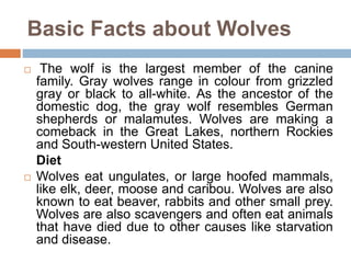 The wolf of gubbio | PPT