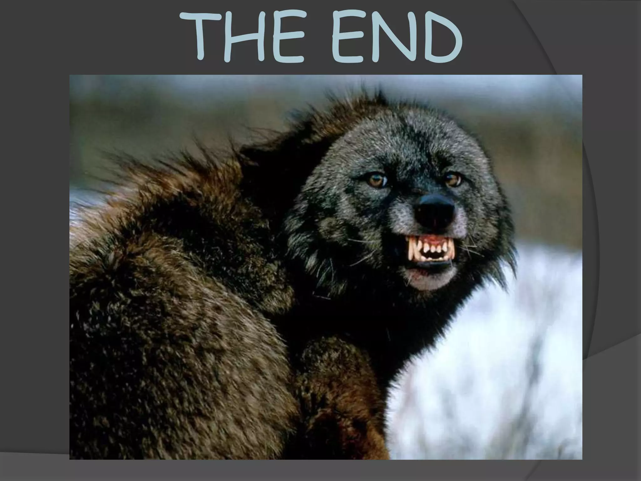 The wolverine | PPTX