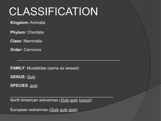 The wolverine | PPTX