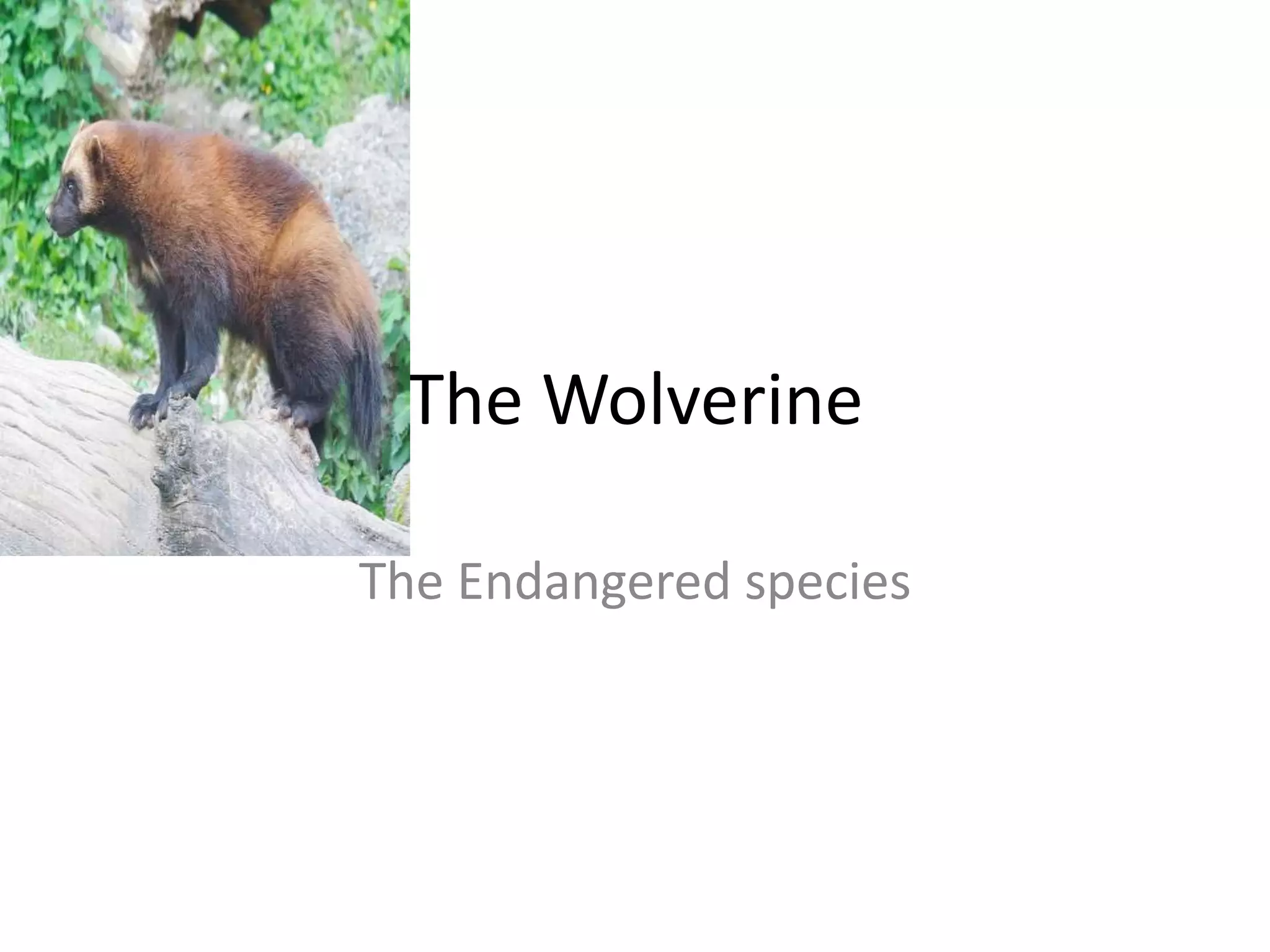 The wolverine | PPTX