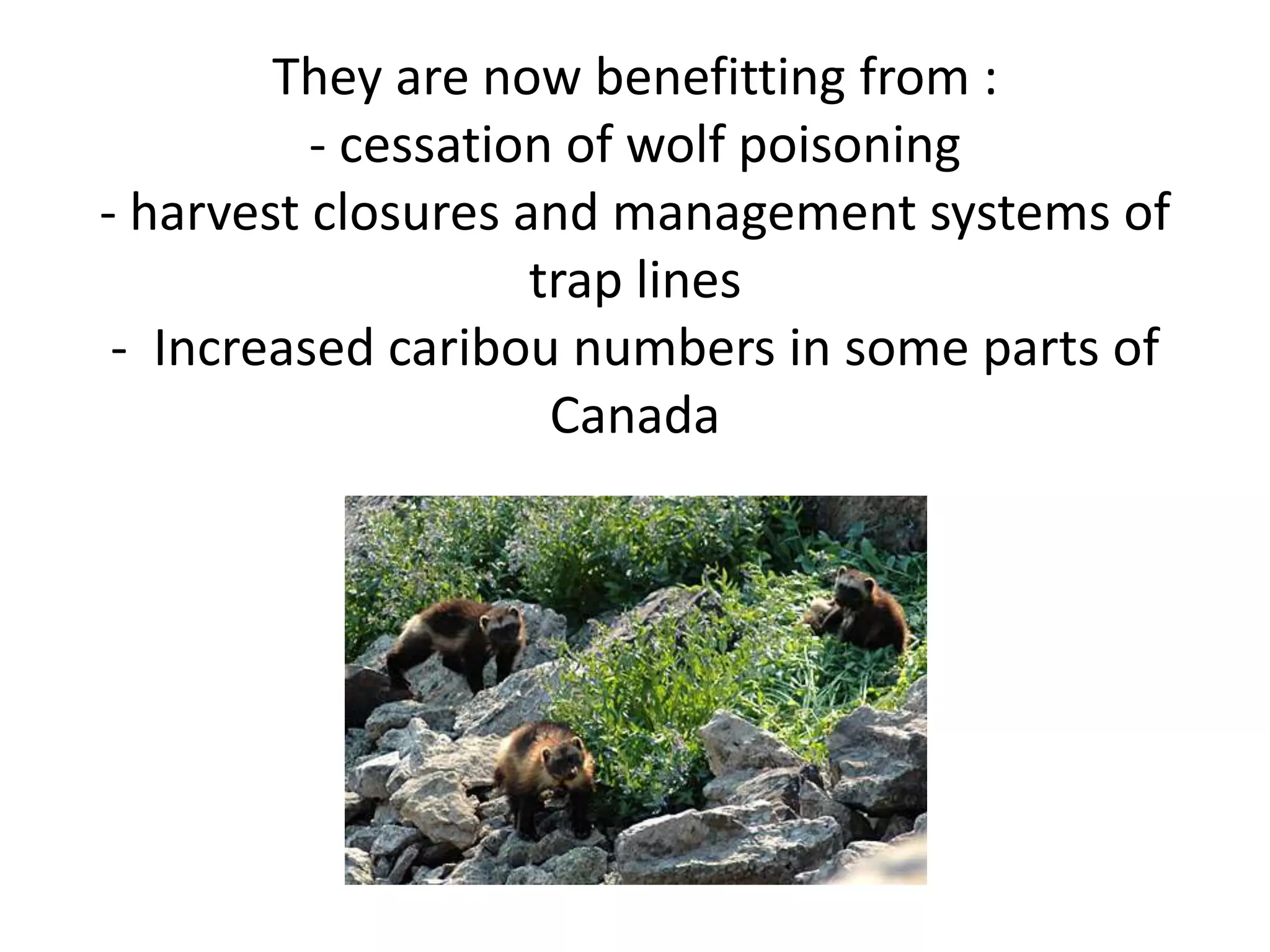 The wolverine | PPTX