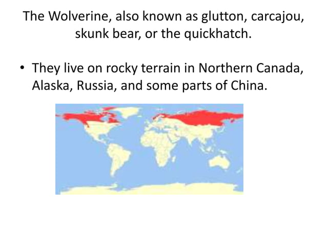 The wolverine | PPTX