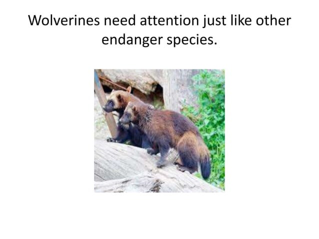 The wolverine | PPTX