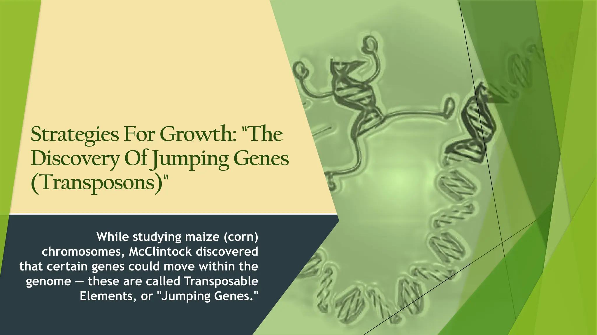 The Woman Who Made Genes Jump.pptx BIOTECH | PPTX
