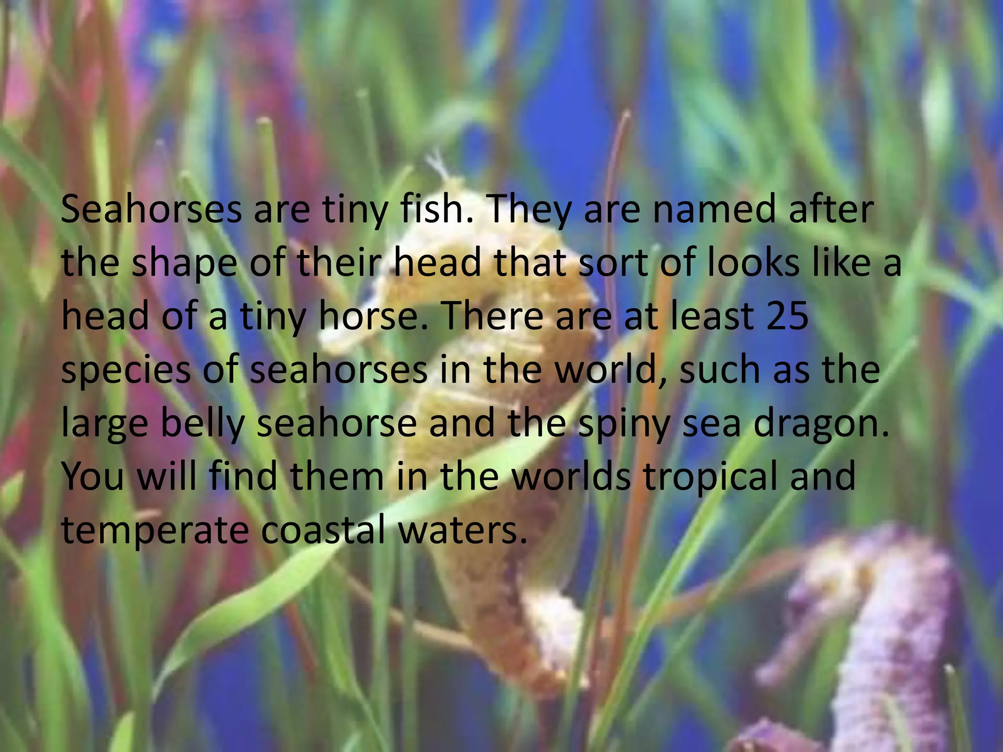 The Wonderful Seahorse Kingdom | PPTX