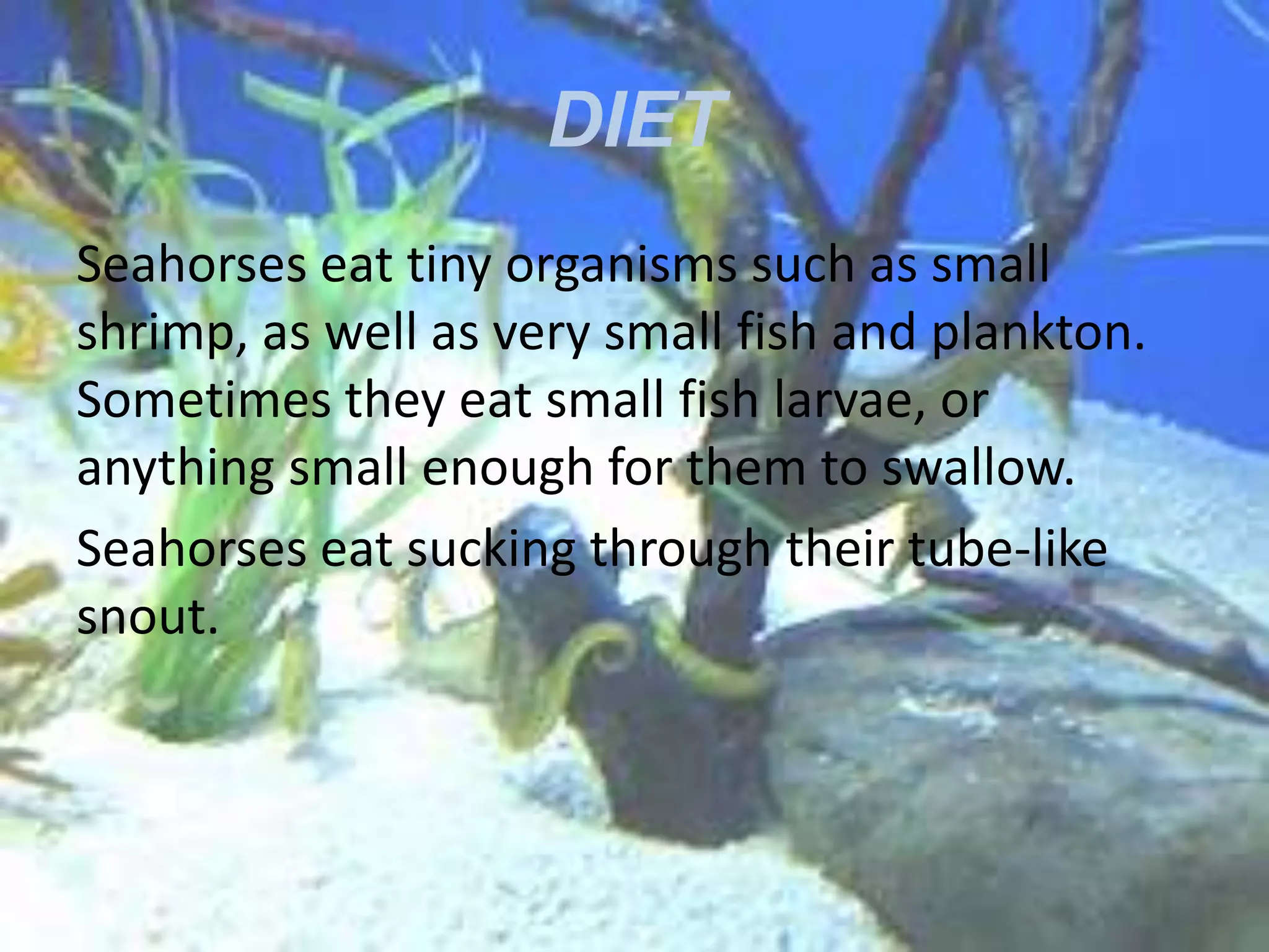 The Wonderful Seahorse Kingdom | PPTX