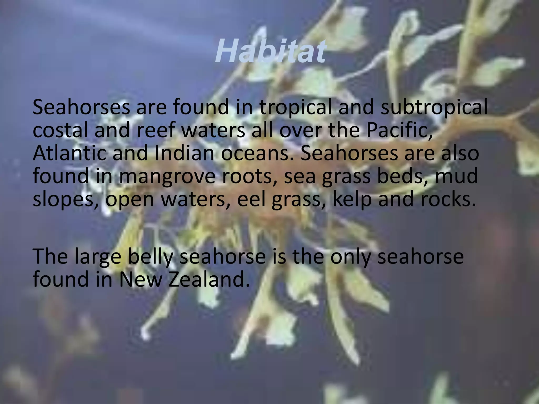 The Wonderful Seahorse Kingdom | PPTX