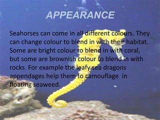 The Wonderful Seahorse Kingdom | PPTX | Fish and Aquariums | Pets