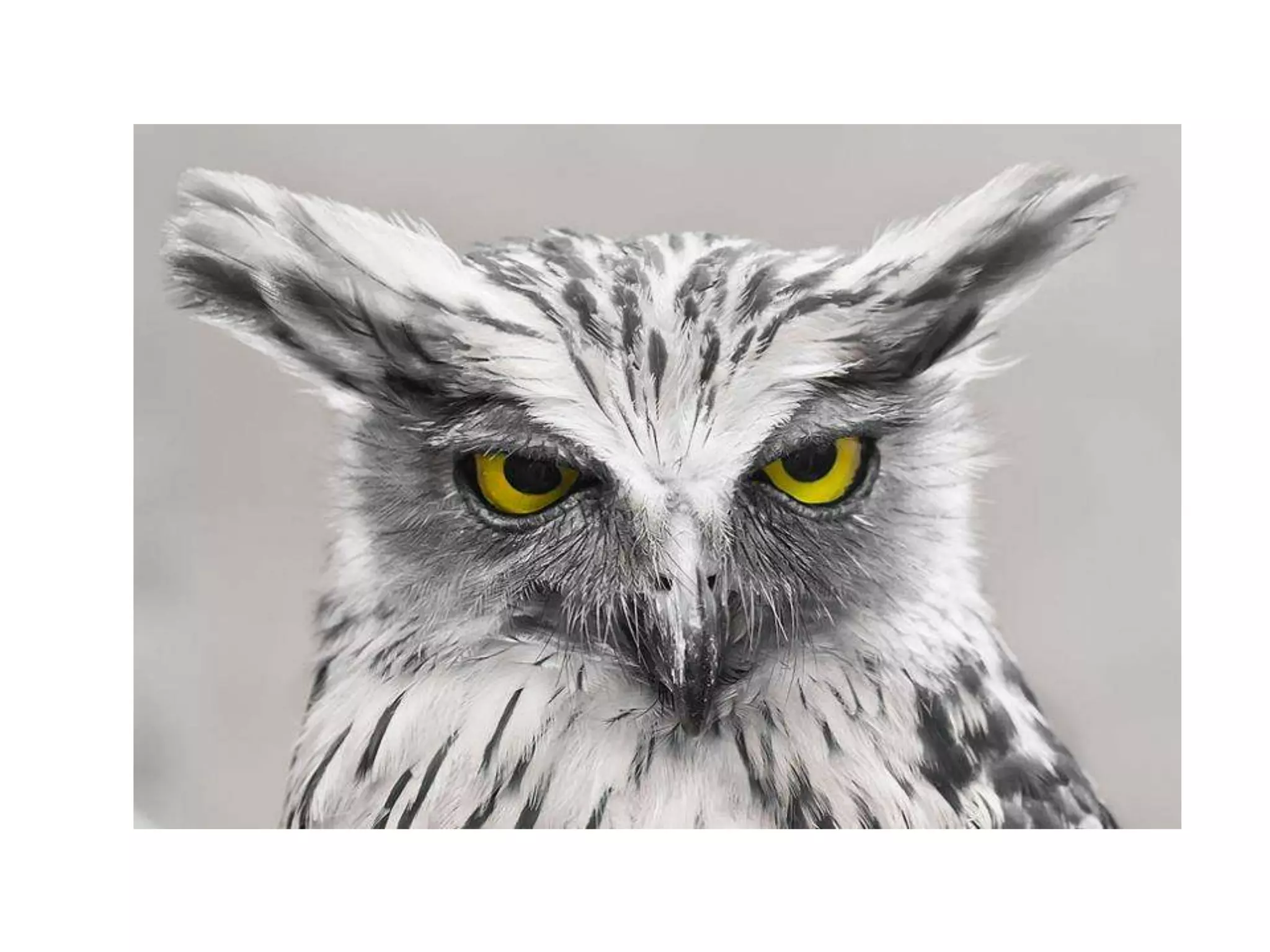 The wonderful world of owls | PPTX