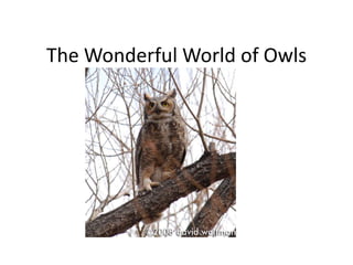 The wonderful world of owls | PPTX