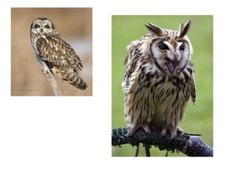 The wonderful world of owls | PPTX