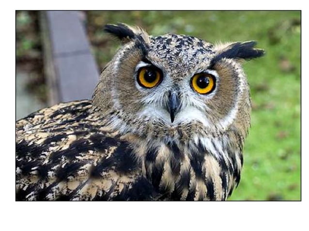 The wonderful world of owls | PPTX