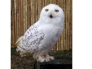 The wonderful world of owls | PPTX