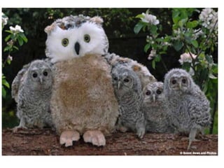 The wonderful world of owls | PPTX