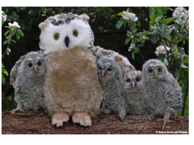 The wonderful world of owls | PPTX