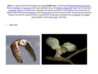 The wonderful world of owls | PPTX