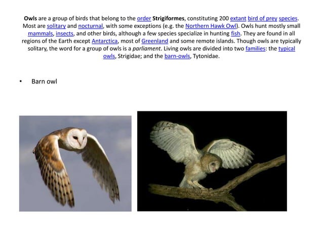 The wonderful world of owls | PPTX