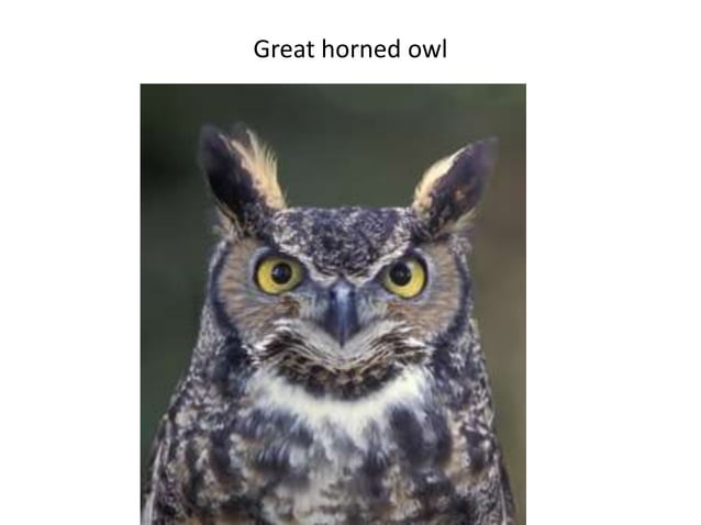 The wonderful world of owls | PPTX