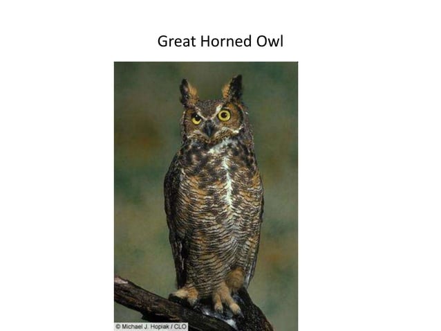 The wonderful world of owls | PPTX