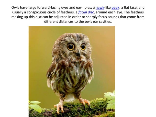 The wonderful world of owls | PPTX