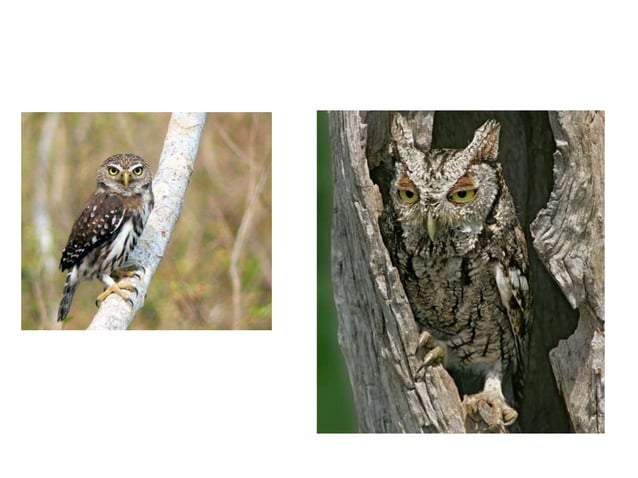 The wonderful world of owls | PPTX