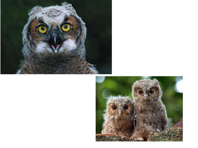 The wonderful world of owls | PPTX