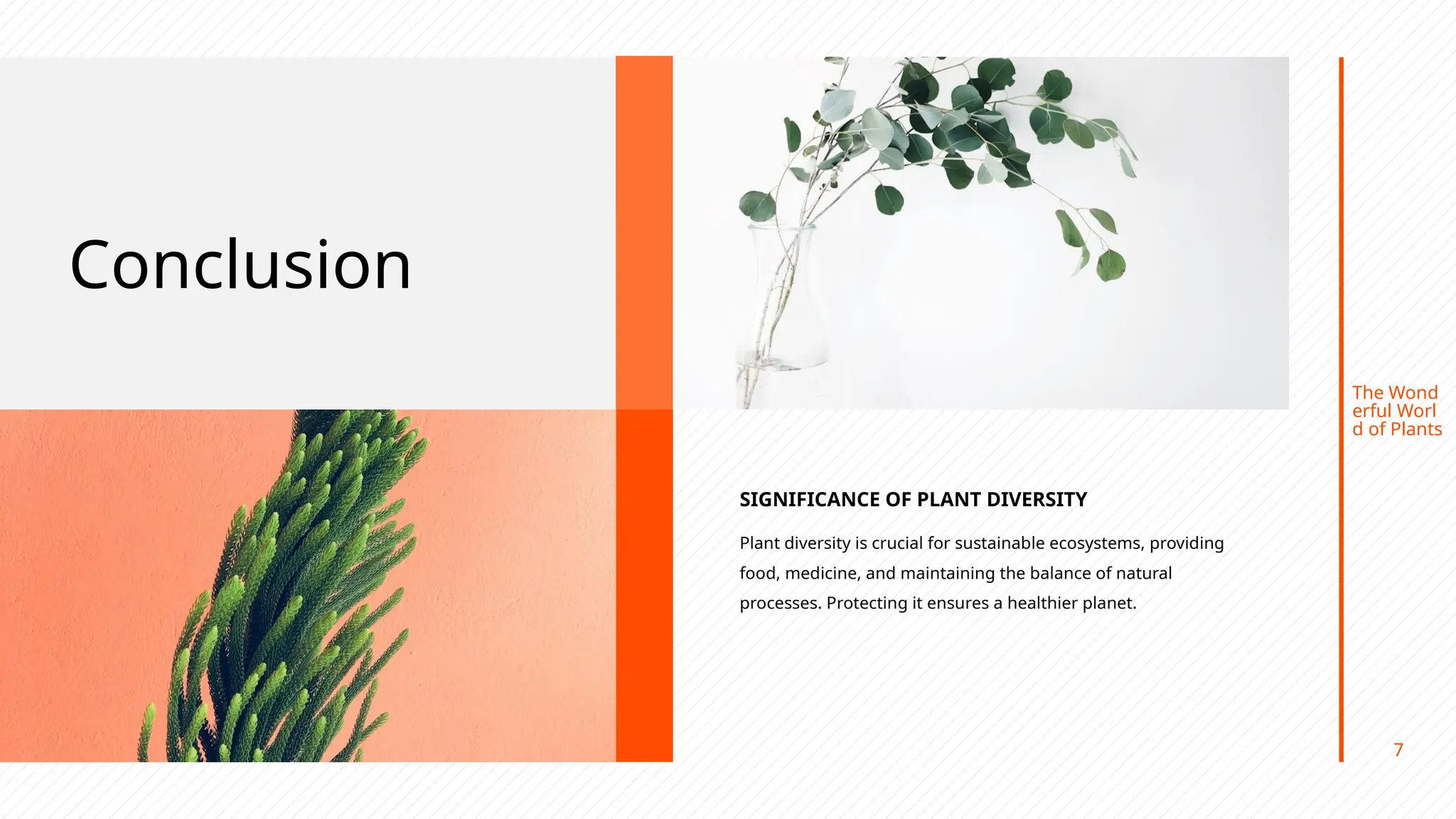 The Wonderful World of Plants for Agricrop 10.pptx