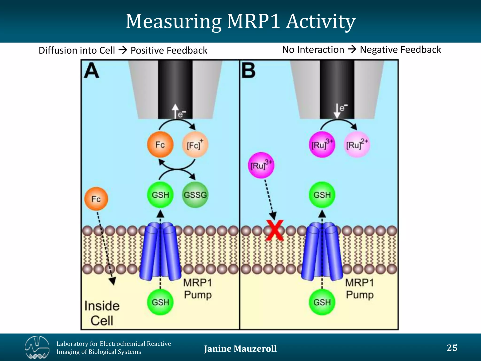 The Wonderful World of Scanning Electrochemical Microscopy (SECM) | PPTX