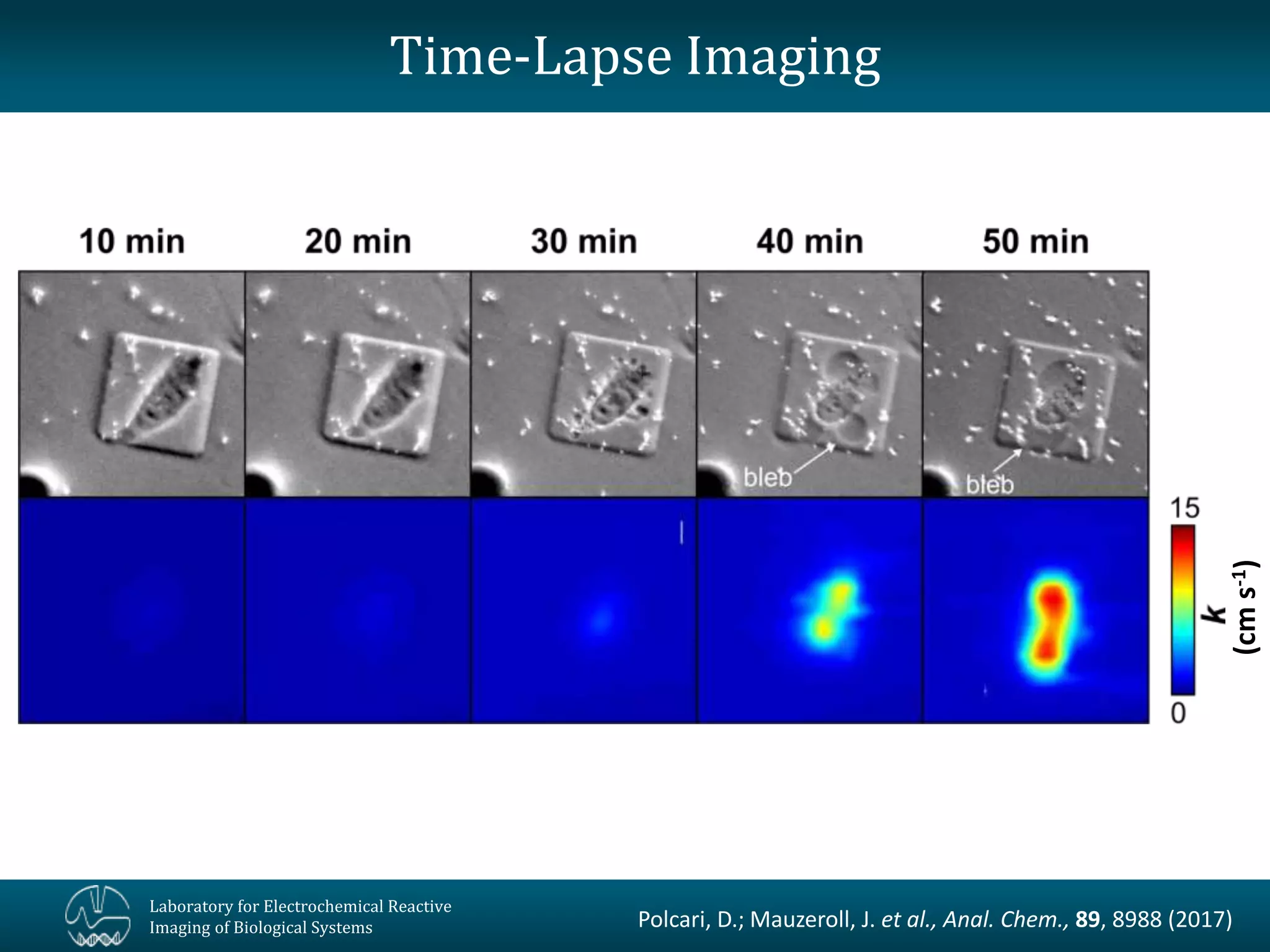 The Wonderful World of Scanning Electrochemical Microscopy (SECM) | PPTX