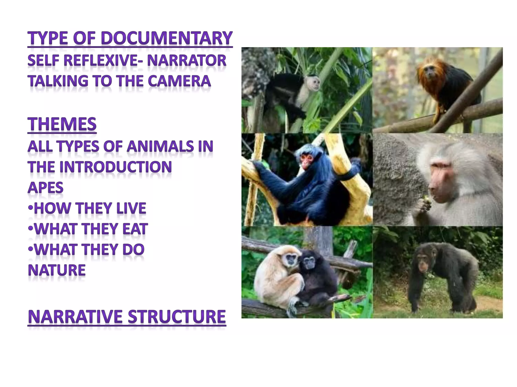 The Wonder Of Animals | PPTX