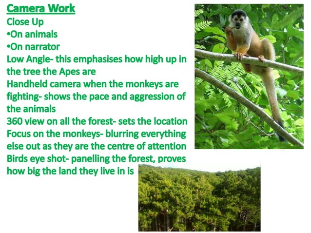 The Wonder Of Animals | PPTX