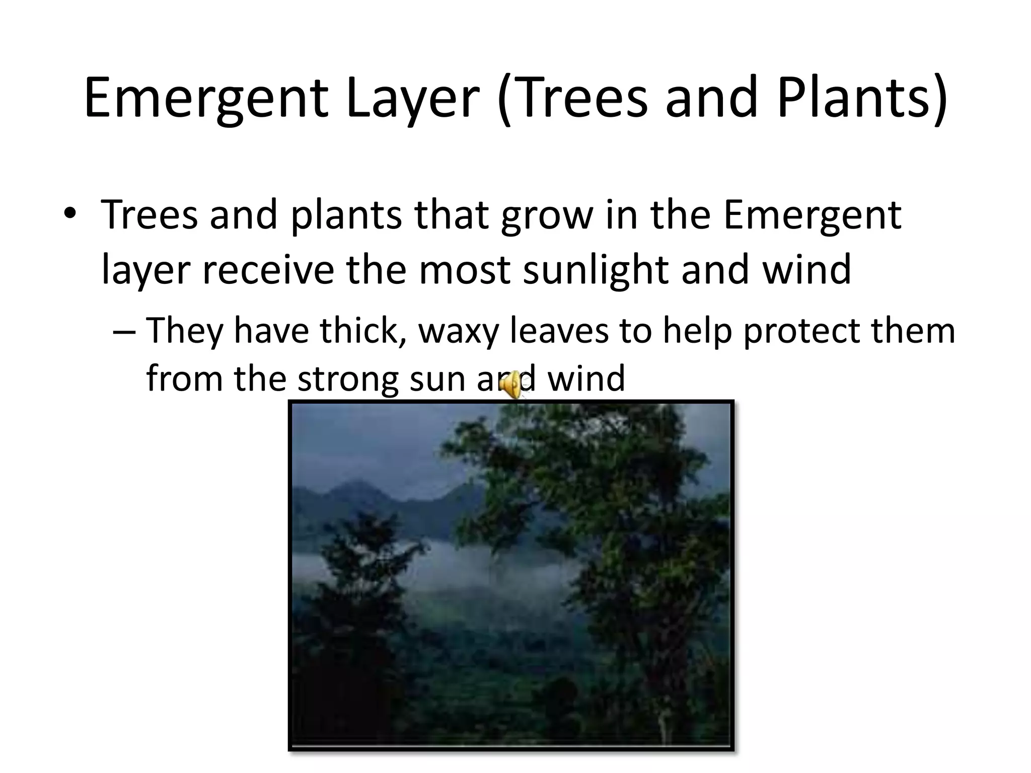 The wonders of the rainforest vft | PPTX