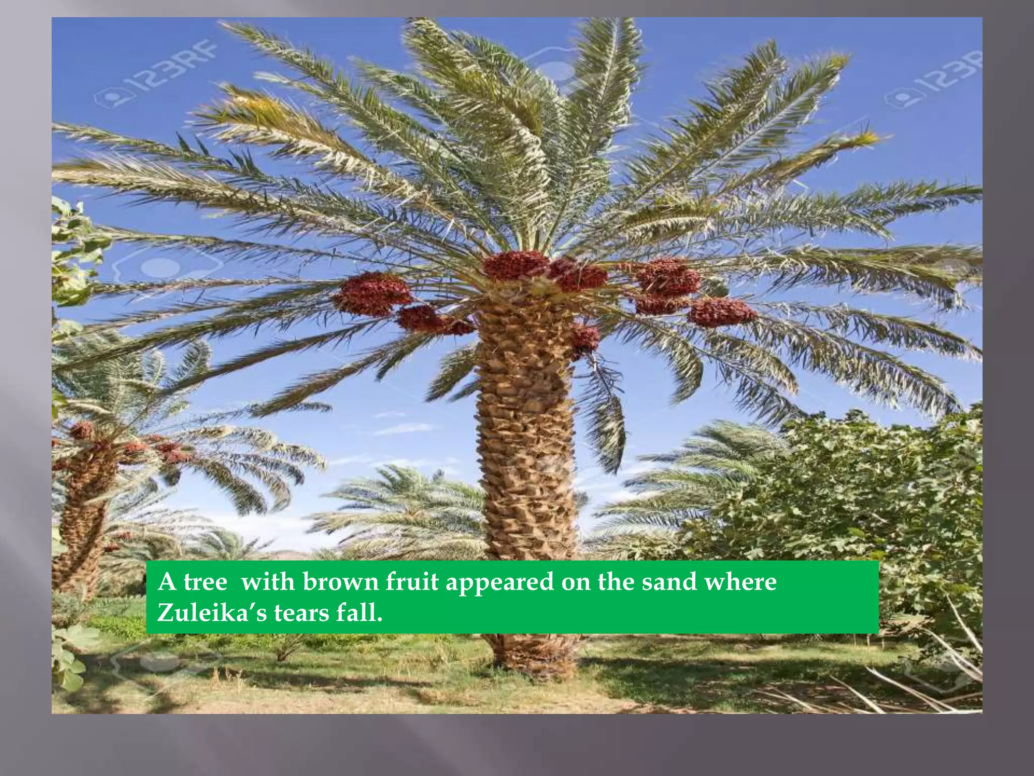 The wonder tree | PPTX