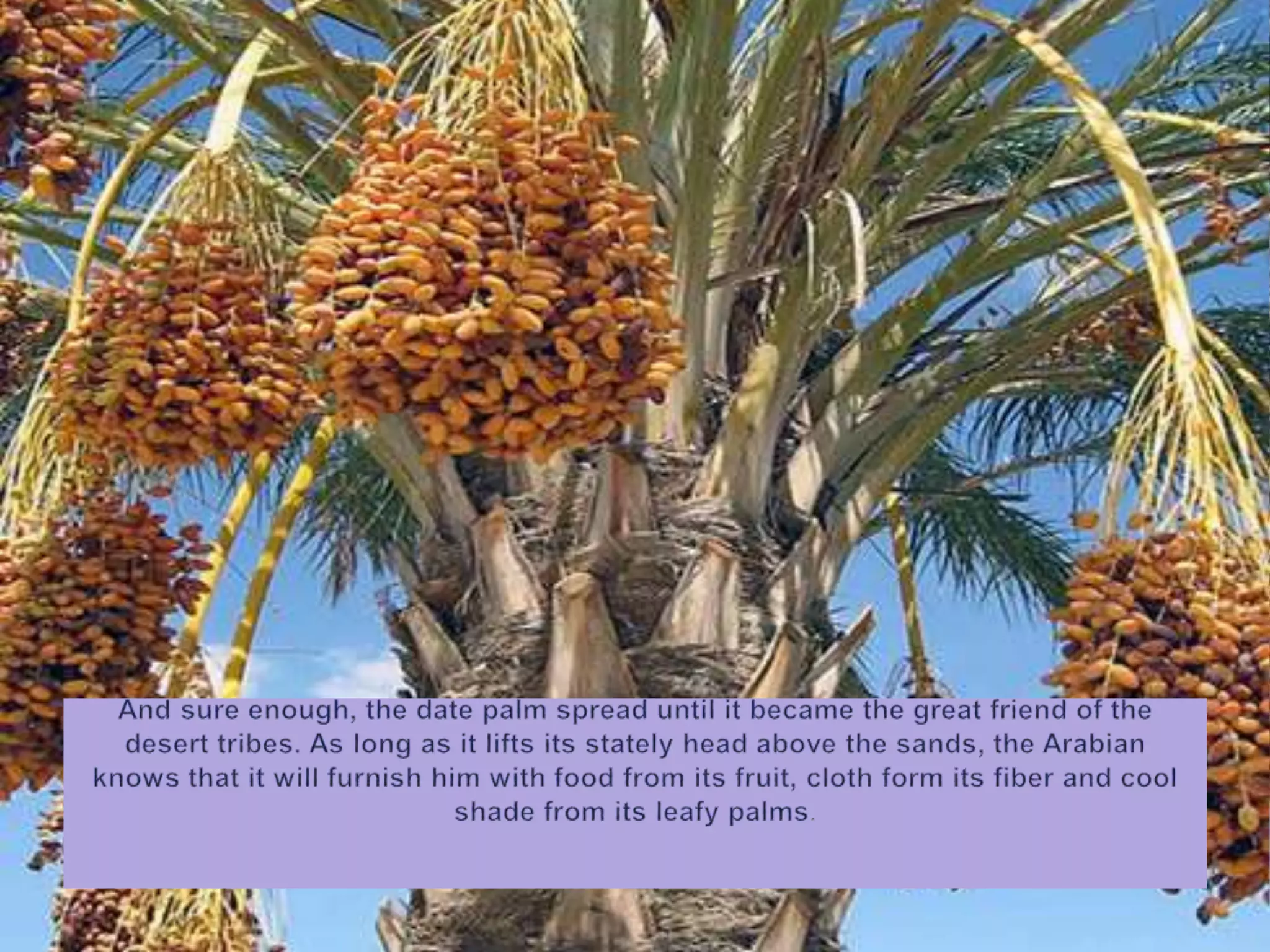 The wonder tree | PPTX