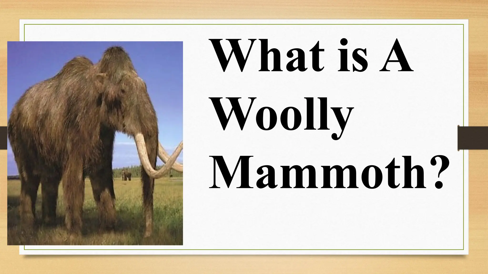 The Woolly mammoth.pptx( history stories) | PPTX