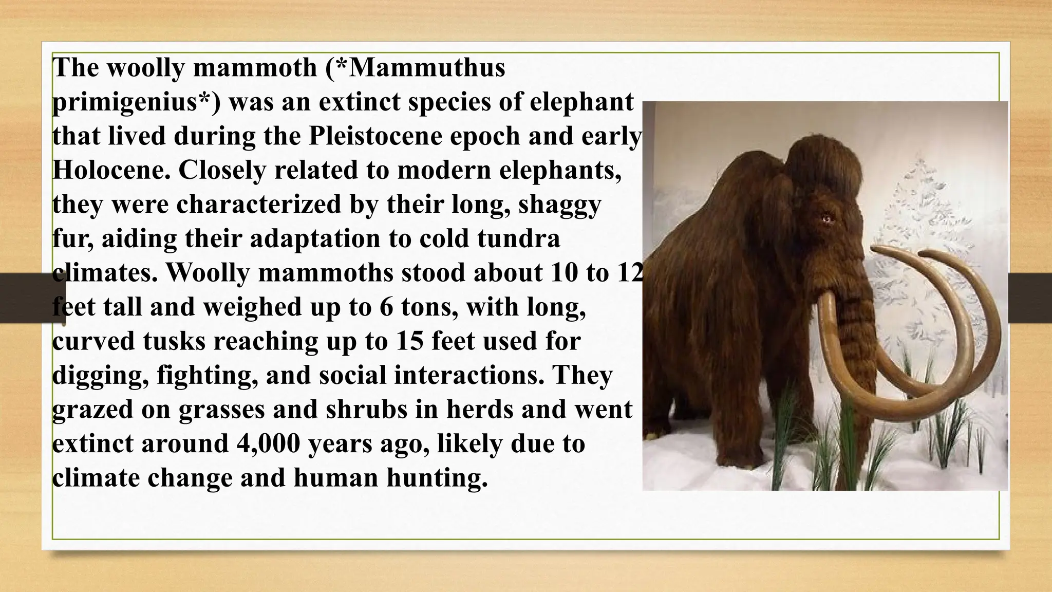 The Woolly mammoth.pptx( history stories) | PPTX