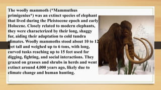 The Woolly mammoth.pptx( history stories) | PPTX