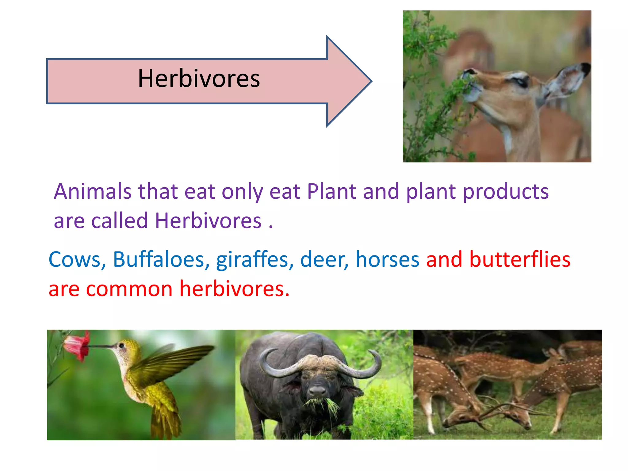 The world of animals | PPTX