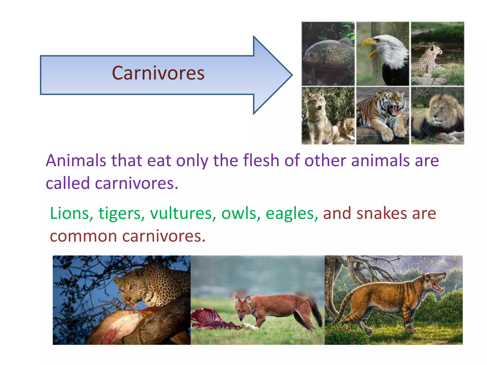 The world of animals | PPTX
