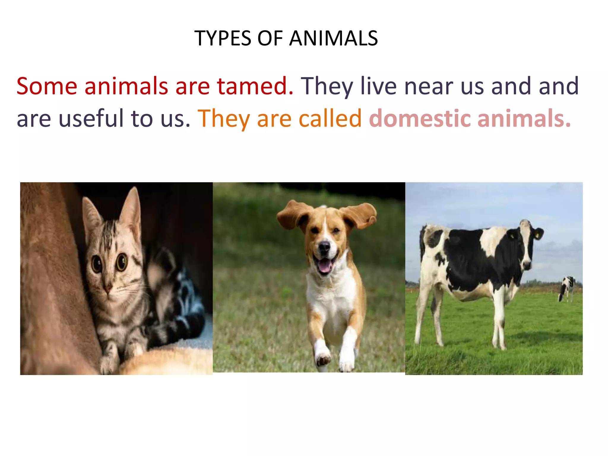 The world of animals | PPTX