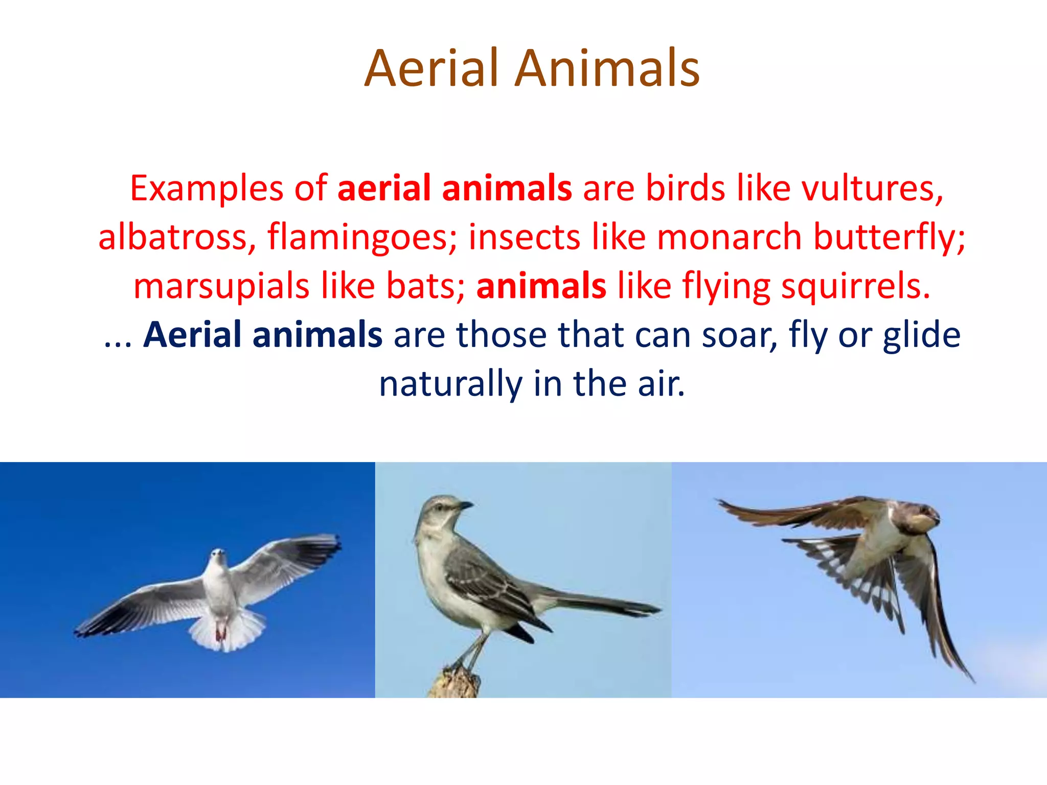 The world of animals | PPTX
