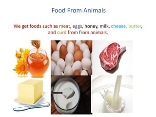 The world of animals | PPTX