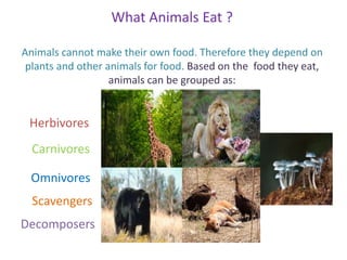 The world of animals | PPTX