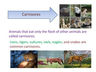 The world of animals | PPTX