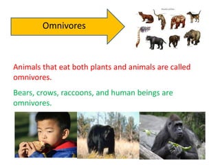 The world of animals | PPTX