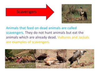 The world of animals | PPTX